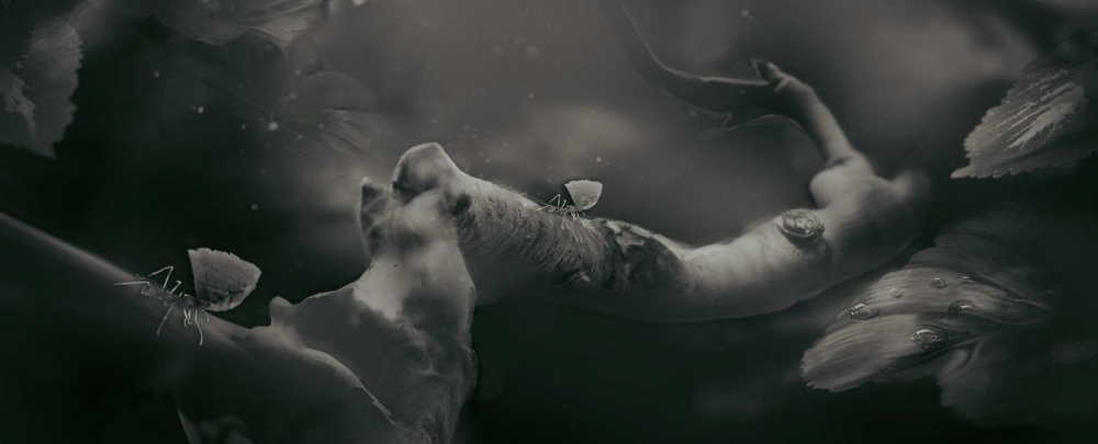 Antopia Immersive Exhibition at Melbourne Museum | S1T2