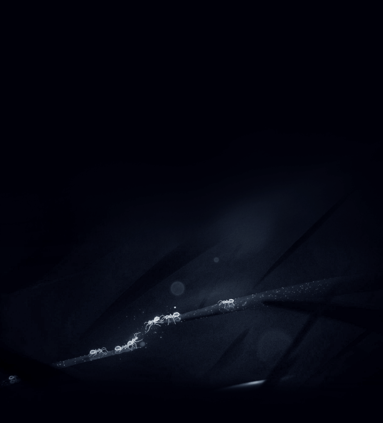 Antopia Immersive Exhibition at Melbourne Museum | S1T2