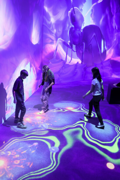 Antopia Immersive Exhibition at Melbourne Museum | S1T2