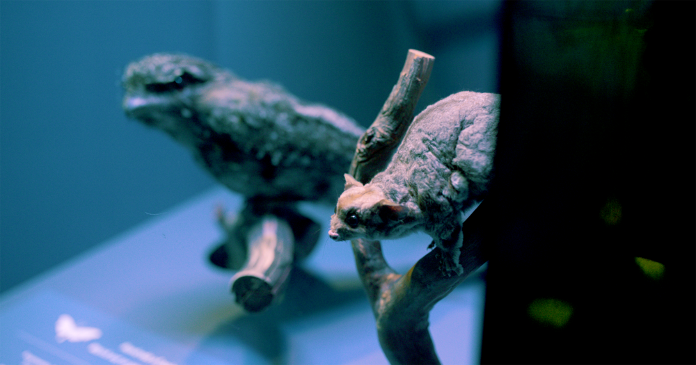 TYAMA Immersive Exhibition at Melbourne Museum | S1T2
